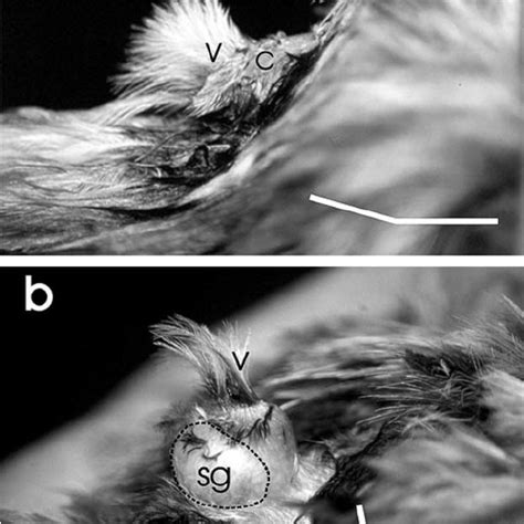 Pdf Cloacal Erection Promotes Vent Apposition During Forced