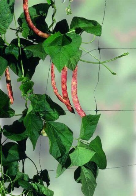 Bauhaus България Мрежа за увивни растения Tenax Flora