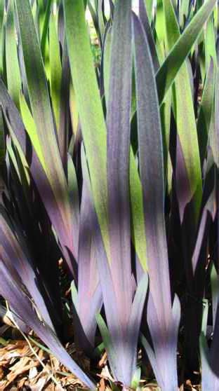 Iris X Robusta Gerald Darby Secret Garden Growers