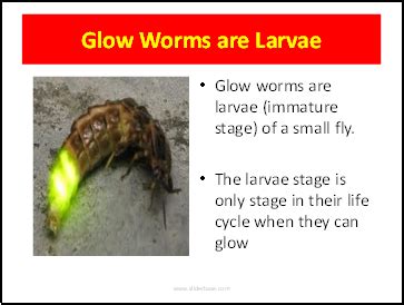 Glow Worms Presentation Biology