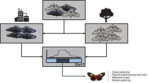 Conservation Applications Of Functional Variation The G Cat