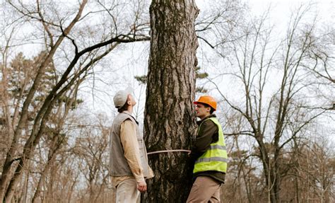Tree Surveys For Eco Friendly Development