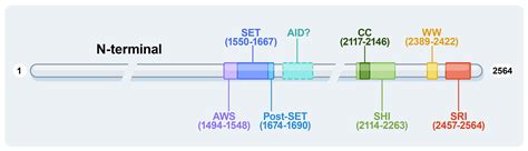 Frontiers Histone Methyltransferase Setd2 An Epigenetic Driver In
