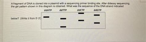 Solved A Fragment Of Dna Is Cloned Into A Plasmid With A