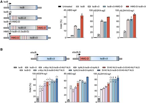 Engineering Iscb To Develop Highly Efficient Miniature Editing Tools In
