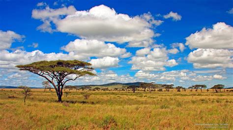 Stunning Map Of The Serengeti In Africa Photos