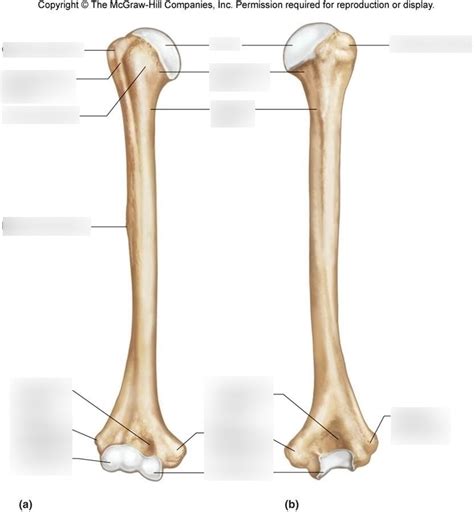 Labeling The Humerus Diagram Quizlet