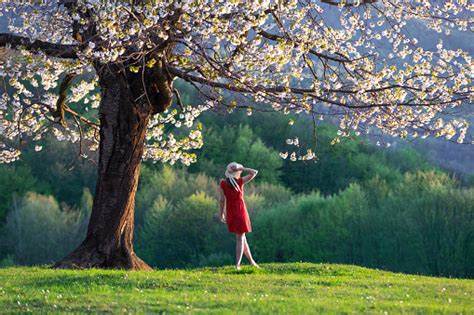 모자를 쓴 소녀 빨간 드레스가 잔디밭에 서 있습니다 아름답고 무성한 꽃이 만발한 벚나무에는 꽃이 흩어져 있습니다 자연 봄 풍경입니다 30 34세에 대한 스톡 사진 및 기타