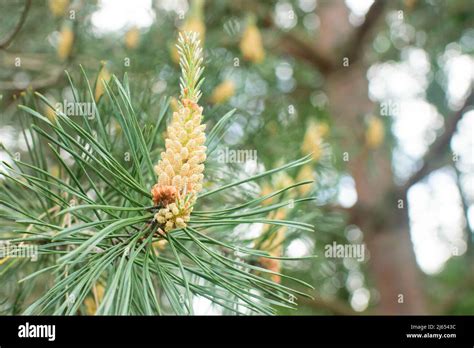 Pine Buds On Branches Close Up Natural Green Background Blossom Young Pine Buds Alternative