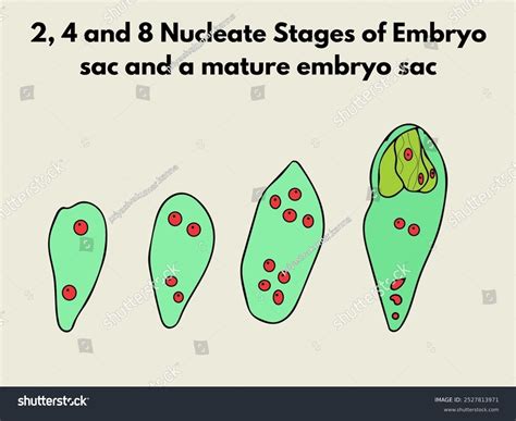 Matured Embryo Sac Over 3 Royalty Free Licensable Stock Illustrations And Drawings Shutterstock