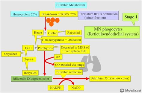 Bilirubin Part 1 Bilirubin Direct And Indirect Classification Of