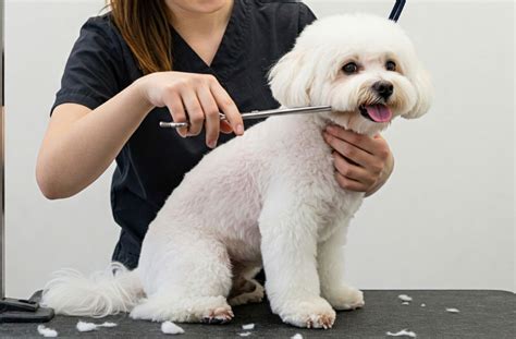 15 Bichon Frise Haircut Styles With Pictures