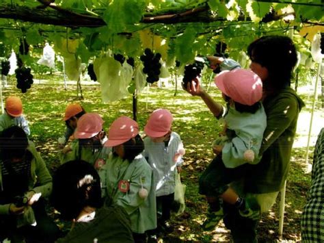 まるえ観光果樹園 ー 営業時間・場所・地図等の情報 まっぷるウェブ