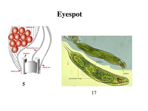 What Is The Eyespot In The Euglena Used For