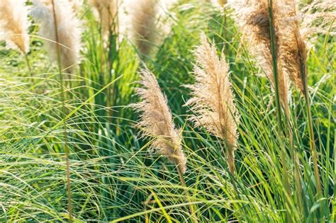 Premium Photo The Beautiful Dwarf Pampas Grass