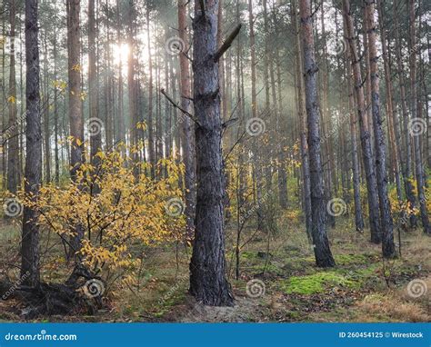 Forest Filled With Trees And Grasses And A Shade Of Light Stock Image