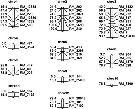 Genetic Linkage Map Showing The Position Of Polymorphic Markers In Rice