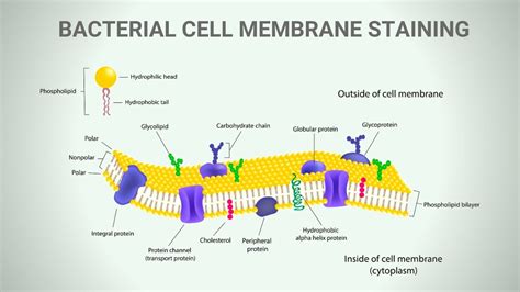 Silver Staining Principle Procedure Applications Biology Notes Online