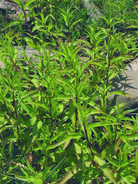 Persicaria Punctata Dotted Smartweed Go Botany
