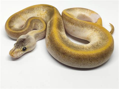 Morph List World Of Ball Pythons