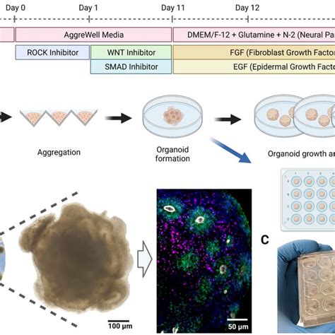 Overview Of The Human Cerebral Organoid Generation Protocol A Human Download Scientific