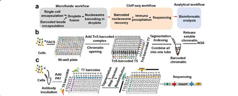 Workflows Of Single Cell ChIP Seq A Workflow Of Drop ChIP B Workflow Download Scientific