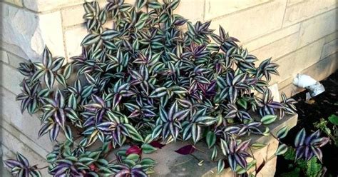 Wandering Jew Plants How To Grow And Care