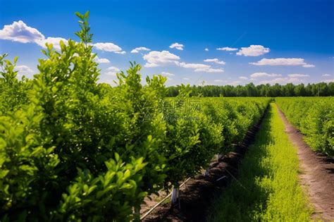 一片种植的果树高清图片下载 正版图片600278572 摄图网