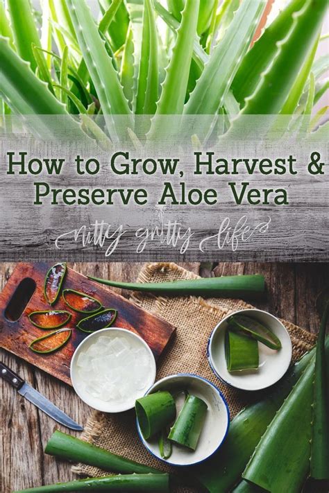 Aloe Harvesting How And When To Harvest An Aloe Vera Plant Artofit