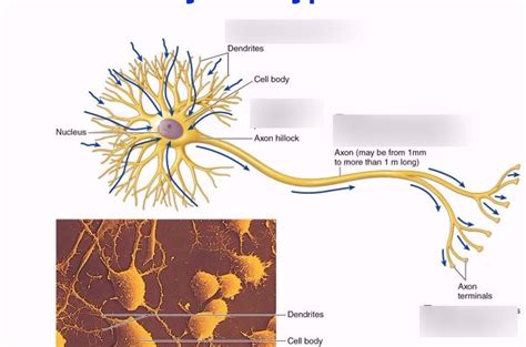 Phys Exam 2 Synapses Diagram Quizlet