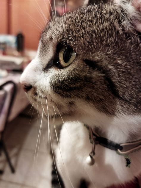 Phat Kitty On Tumblr
