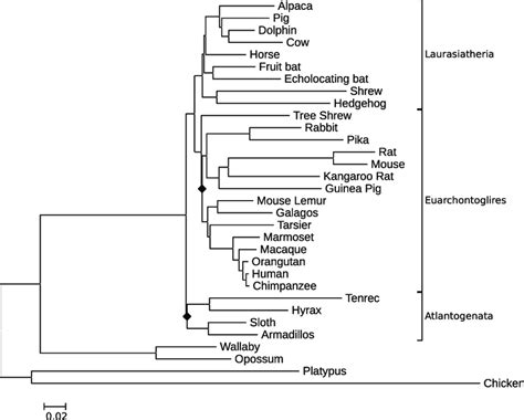 The Phylogenetic Relationships Among The Taxa In Empirical Data Set Download Scientific