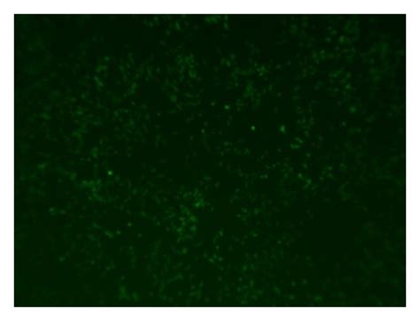 A B The Viability Of Mscs Seeded On Scaffold Evaluated By Confocal