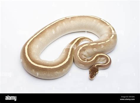Phantom Mojave Het Ghost Ball Python Or Royal Python Python Regius Female Stock Photo Alamy