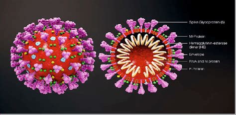Coronavirus Structure Coronavirus Is An Enveloped Non Segmented