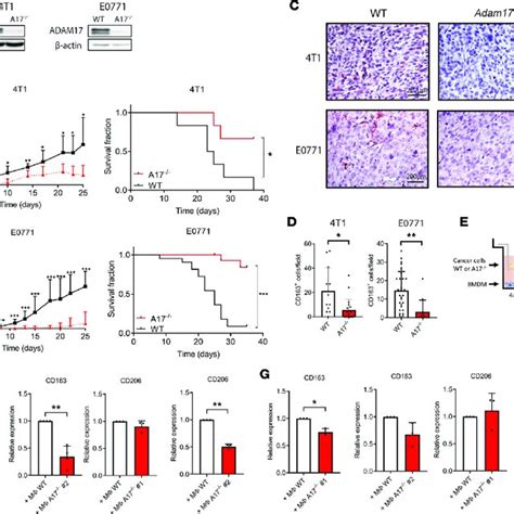Adam17 Expression Correlates To Protumorigenic Macrophage Markers Cd163