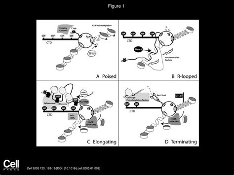 The Spanish Connection Ppt Download