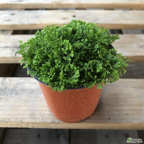 셀라기넬라 구름자리 10cm화분묘 묘종 3개 실내월동 여러해살이 지피식물 선태식물 천지가야생화 야생화허브수생식물채소동백 심폴