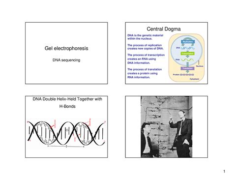 Dna Sequencingpdf Lecture Notes Genetics Docsity