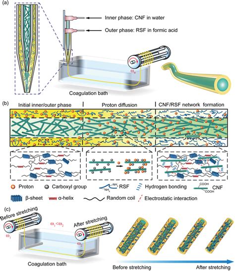 Design And Fabrication Of Cnf Rsf Core Shell Fibers A Preparation Of