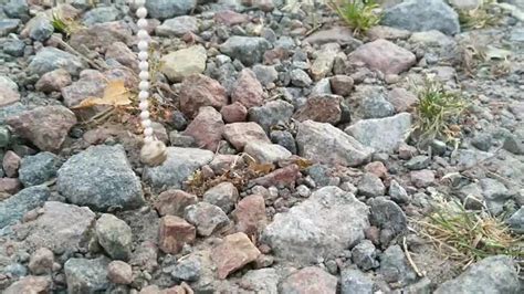 Срећко Брадић On Linkedin Трагање за посебном врстом камена 🥰