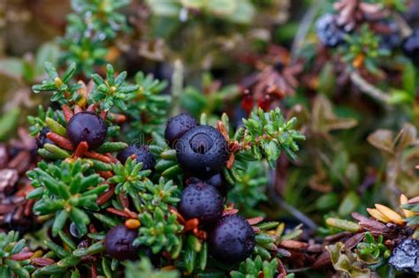A Close Up Of Black Crowberry Plants With Ripe Berries Empetrum Nigrum