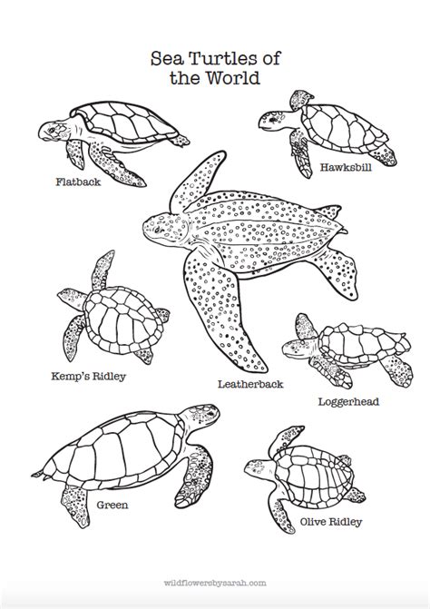 Sea Turtles Coloring Page — Wildflowers