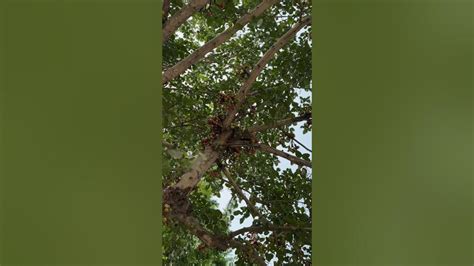 Gular Ka Phool Trending Nature Trendingshorts Youtube