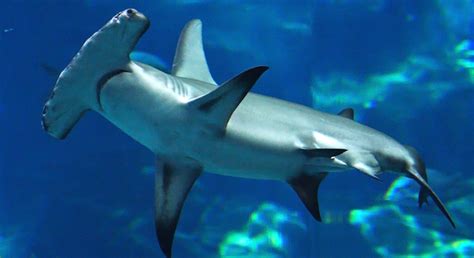 Hammerhead Shark Gives Birth On Beach