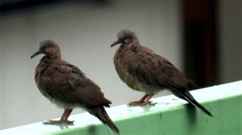 幼年珠頸斑鳩 Two juvenile Spotted Doves half fledged YouTube