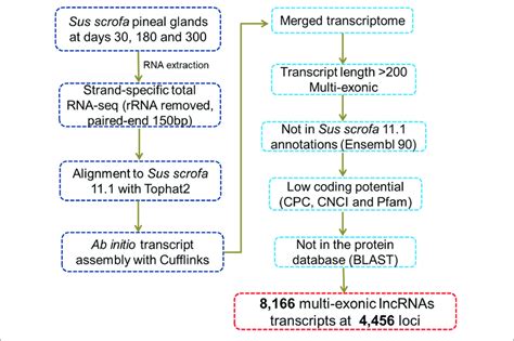 Pipeline For The Identification Of Novel Lncrnas Download Scientific Diagram