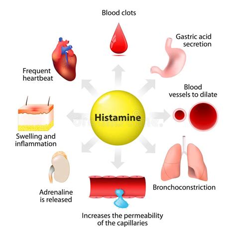 Histamine Action And Adverse Effects Stock Vector Illustration Of