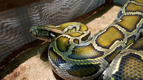 Sourcing Pythons As Sustainable Meat