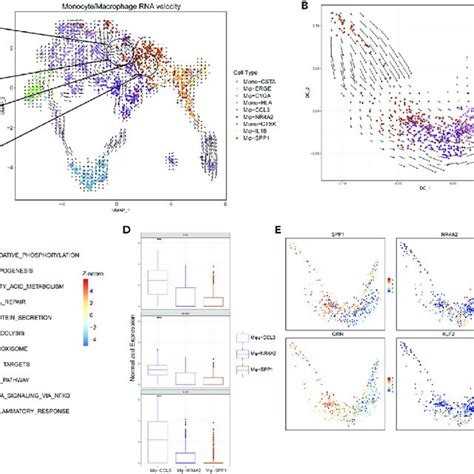 Rna Velocity Analysis Of Monocytemacrophage Subclusters A Rna Download Scientific Diagram